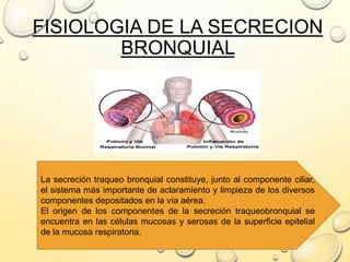 Farmacoterapia de los expectorantes | PPTX