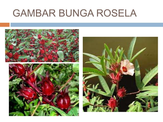 Farmakognosi flos-11 | PPTX