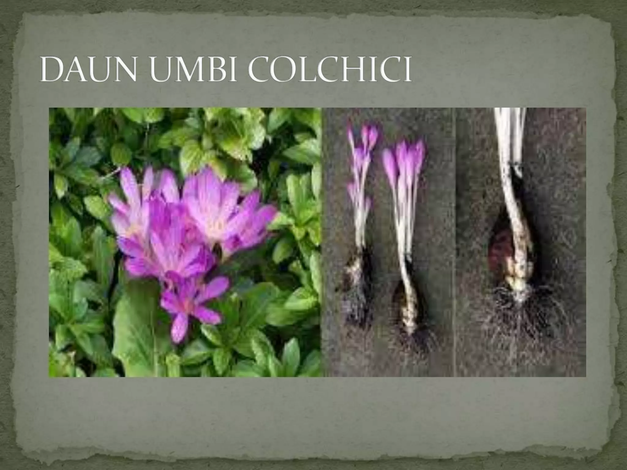 farmakognosi_bulbus.pptx