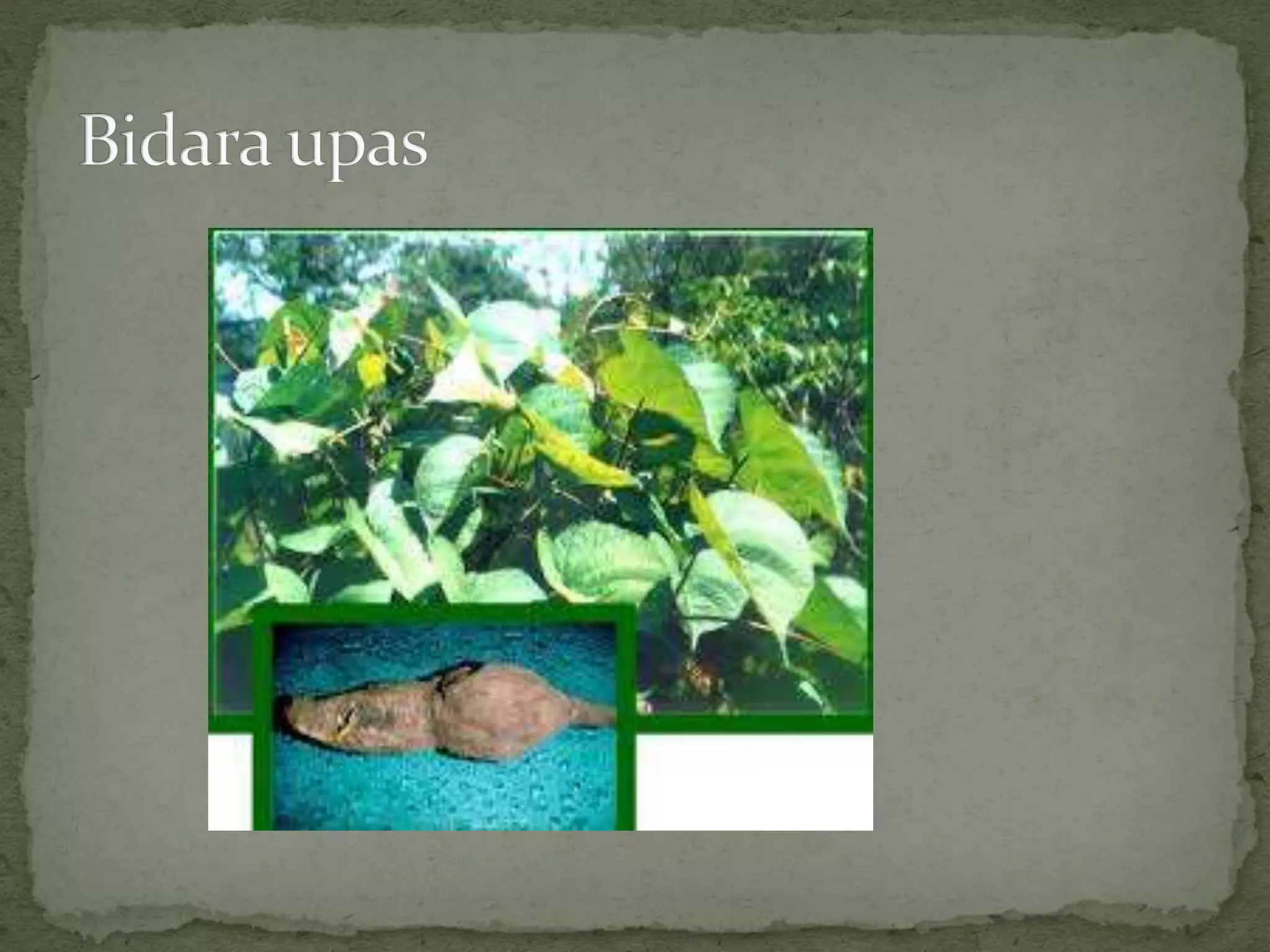 farmakognosi_bulbus.pptx