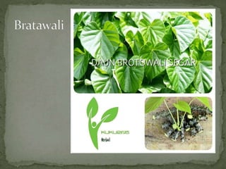 farmakognosi_bulbus.pptx