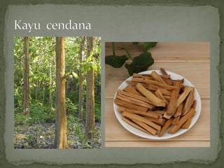 farmakognosi_bulbus.pptx