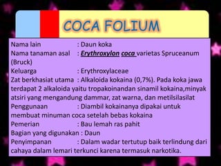 Farmakognosi Folium | PPTX