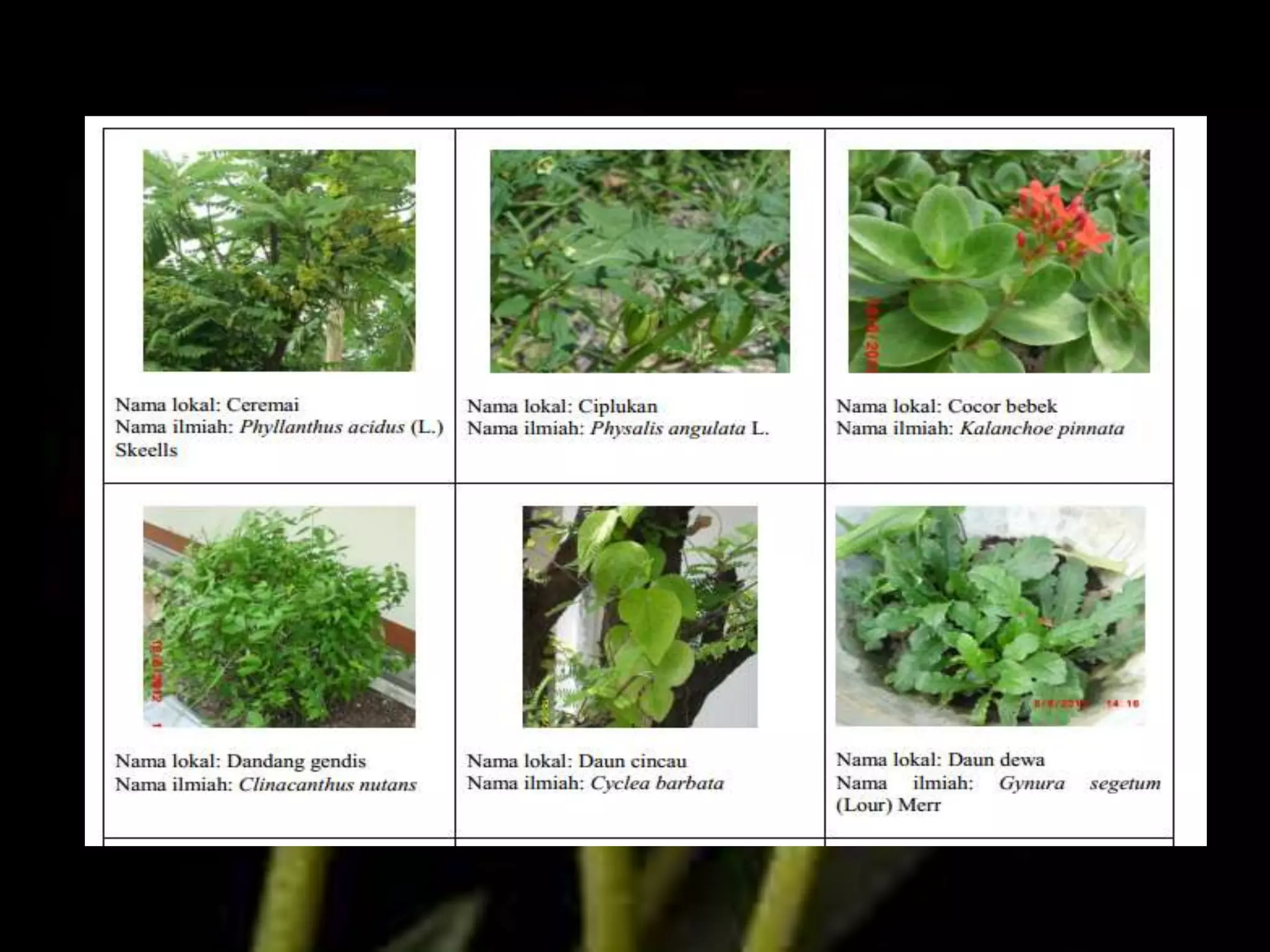 budidaya tanaman simplisia | PPTX