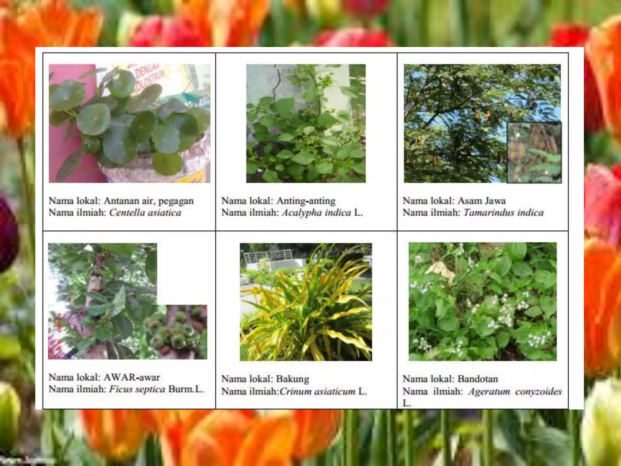 budidaya tanaman simplisia | PPTX