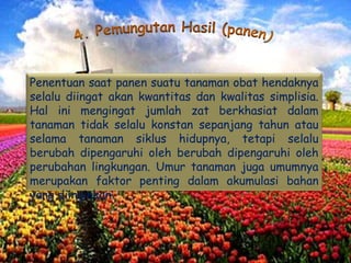 budidaya tanaman simplisia | PPTX