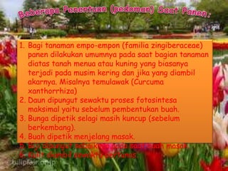 budidaya tanaman simplisia | PPTX