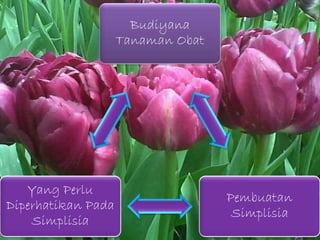 budidaya tanaman simplisia | PPTX