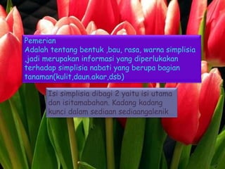 budidaya tanaman simplisia | PPTX