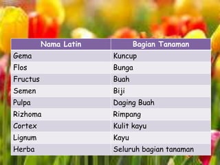 budidaya tanaman simplisia | PPTX