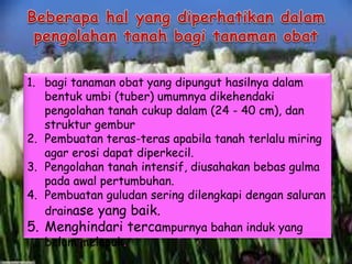 budidaya tanaman simplisia | PPTX