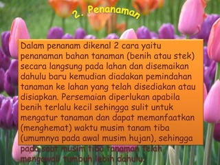budidaya tanaman simplisia | PPTX