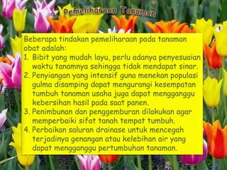 budidaya tanaman simplisia | PPTX