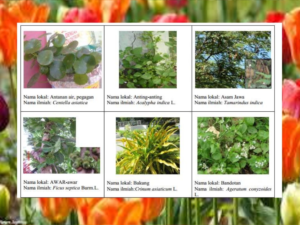 budidaya tanaman simplisia