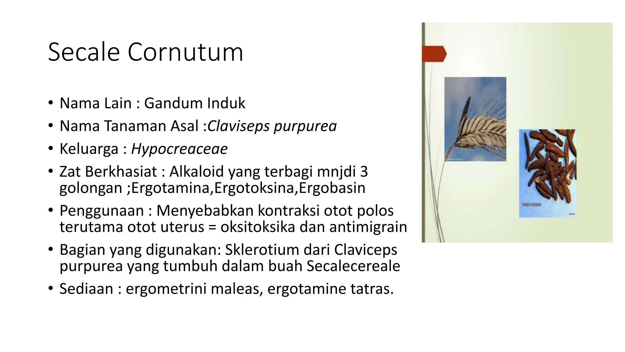 FARMAKOGNOSI kelas XII. Materi simplisia pptx | PPTX