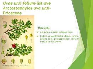 Droge sa fenolnim heterozidima (Uvae ursi folium) 1 i 2 | PPT