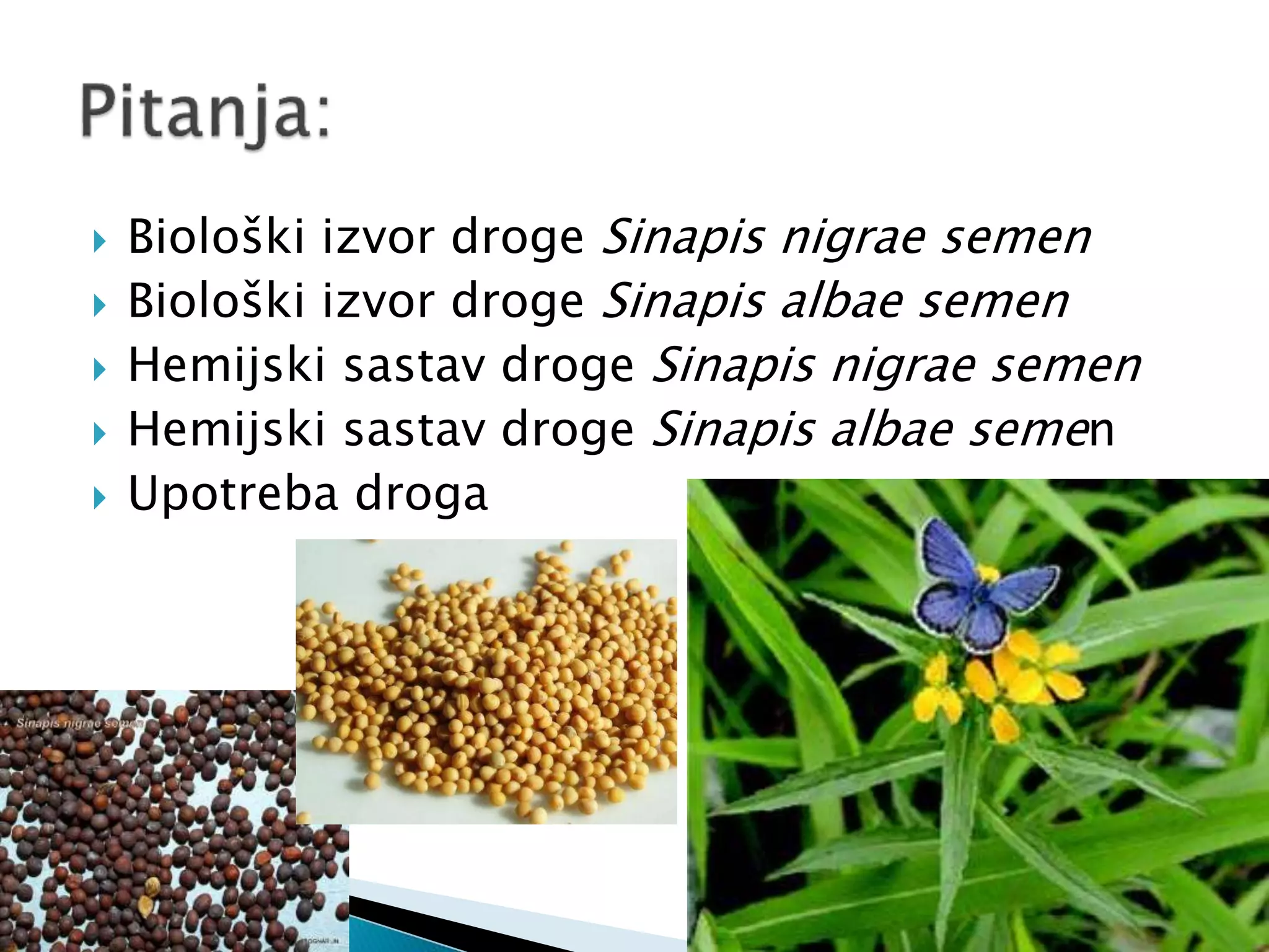 Droge sa sumpornim heterozidima (Sinapsis nigrae et albae semen) | PPT