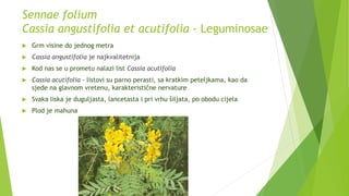 Farmakognozija_II_57 i 58 Frangulae cortex i Sennae folium | PPTX