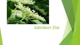 Farmakognozija ii 67. i 68. Droge sa flavonoidnim heterozidima( Sambuci ...