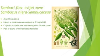 Farmakognozija ii 67. i 68. Droge sa flavonoidnim heterozidima( Sambuci ...
