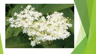 Farmakognozija ii 67. i 68. Droge sa flavonoidnim heterozidima( Sambuci ...