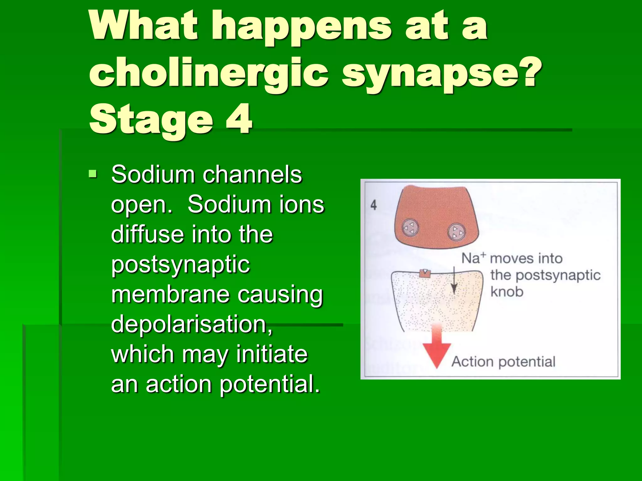 Farmakologi Autonom.ppt