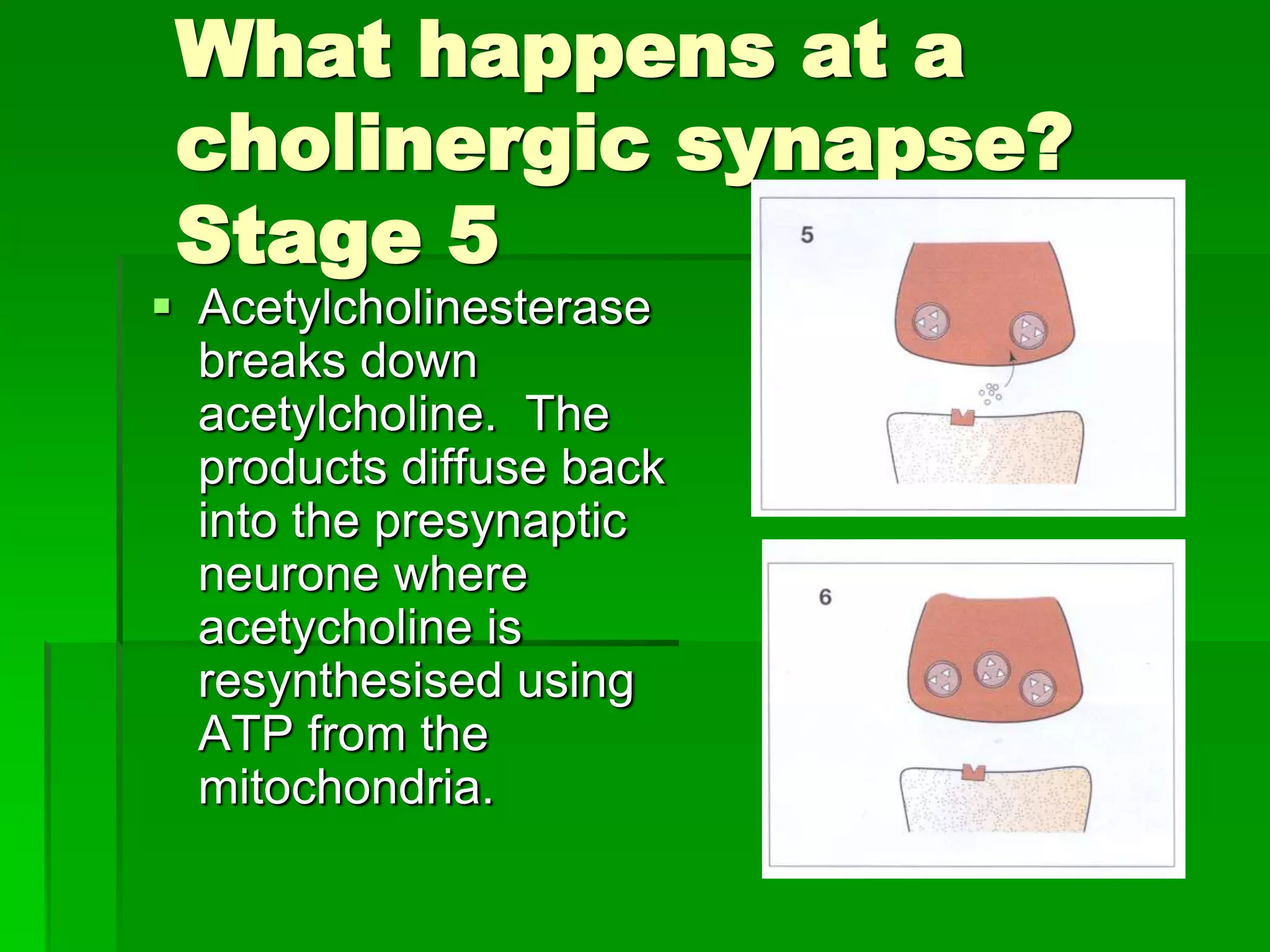 Farmakologi Autonom.ppt