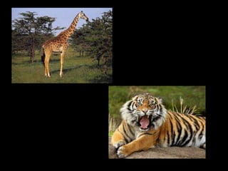 FARM AND WILD ANIMALS | PPT