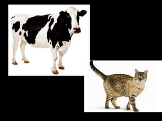 FARM AND WILD ANIMALS | PPT
