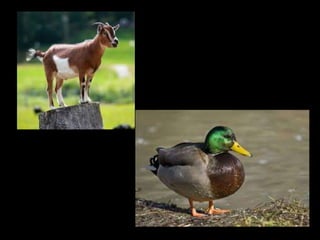 FARM AND WILD ANIMALS | PPT