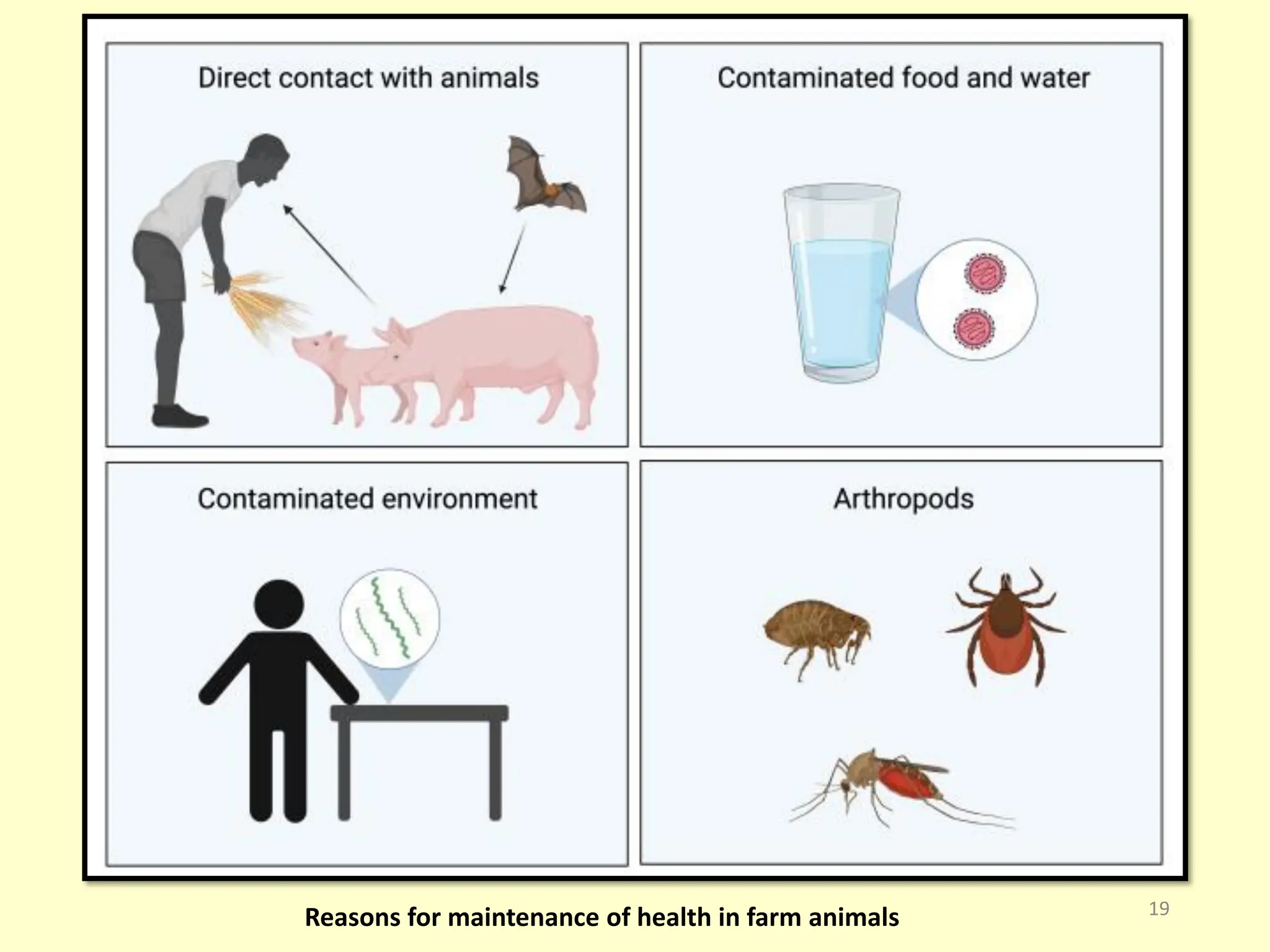 Farm Animal Hygiene - Introduction and Identification of Sick animals ...