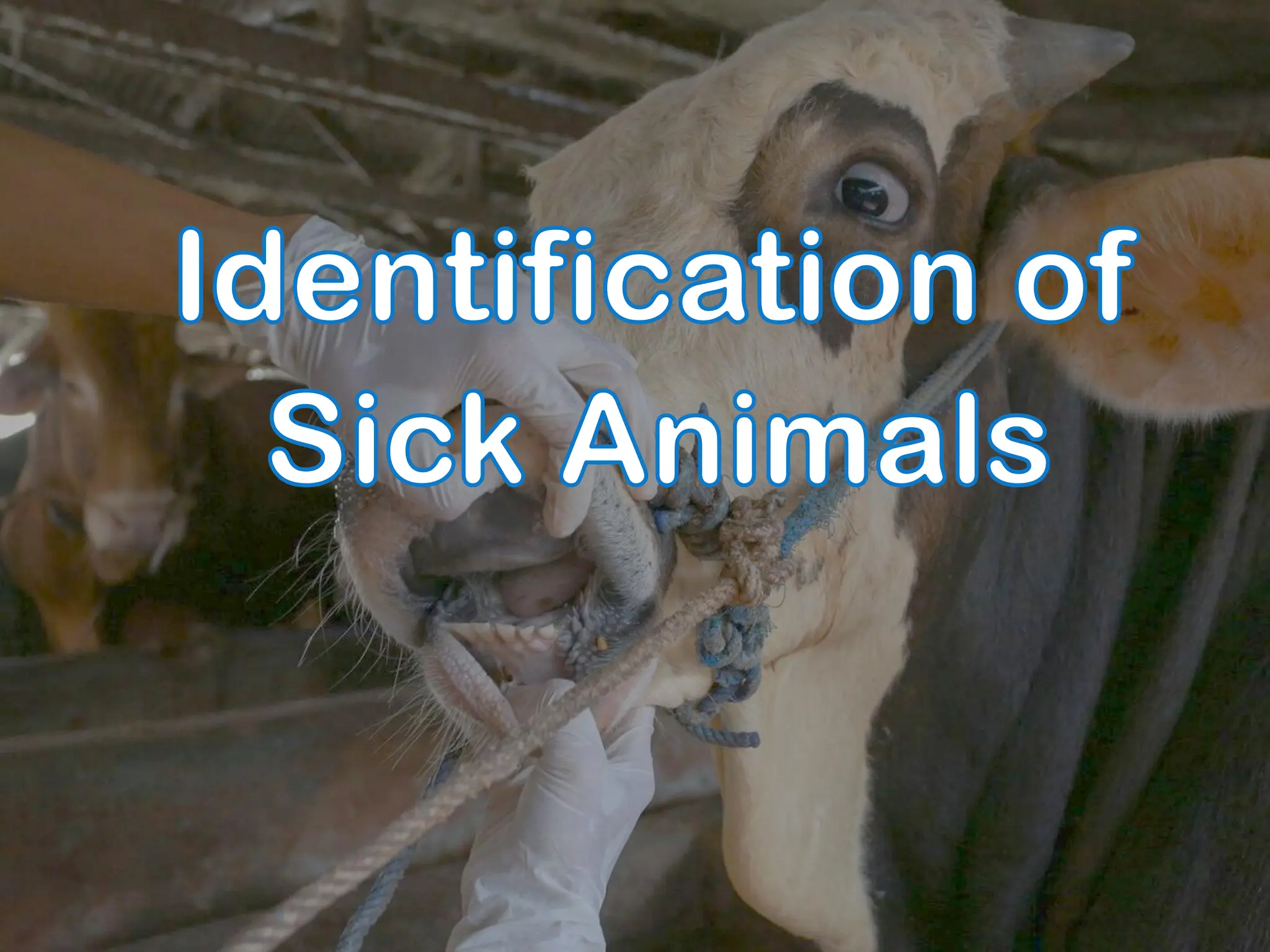 Farm Animal Hygiene - Introduction and Identification of Sick animals.pdf