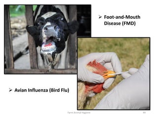 Farm Animal Hygiene - Introduction and Identification of Sick animals.pdf