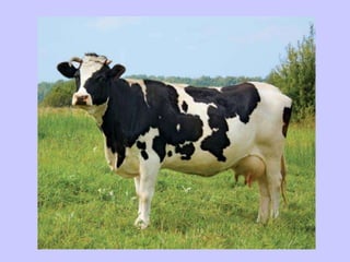 Farm animals | PPTX | Dogs | Pets