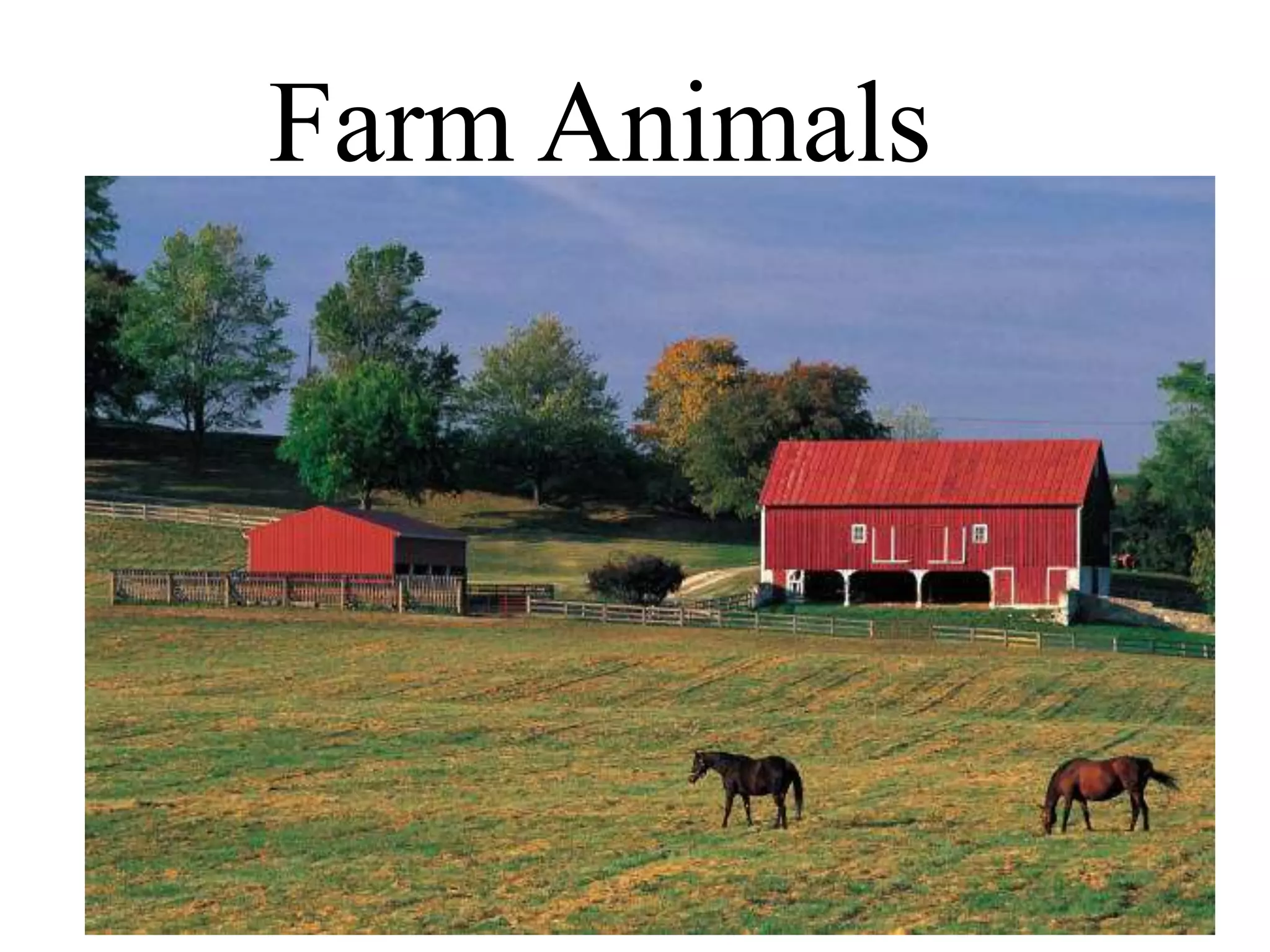 Farm animals | PPTX
