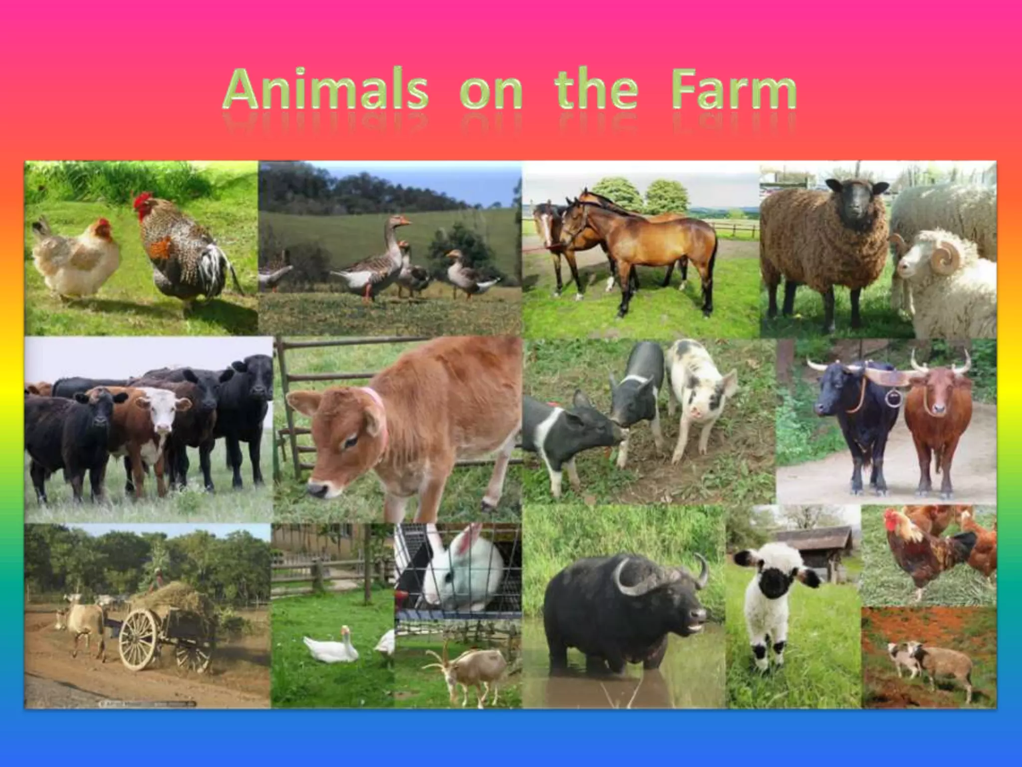 Farm animals | PPTX