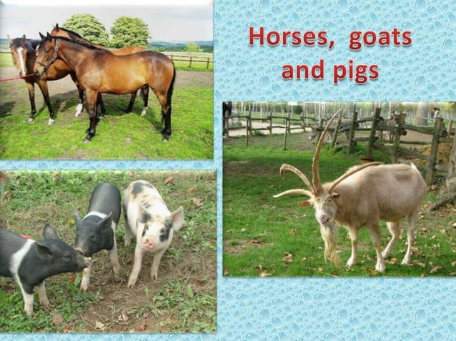 Farm animals | PPT