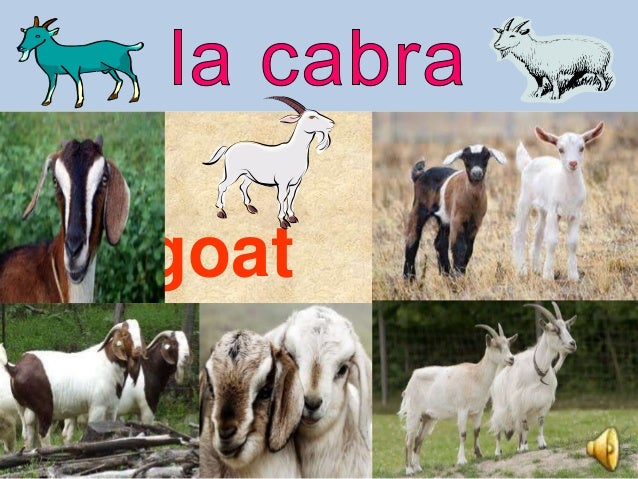 Farm animals-los animales de la granja