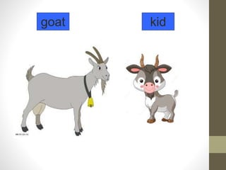 Farm animals | PPTX