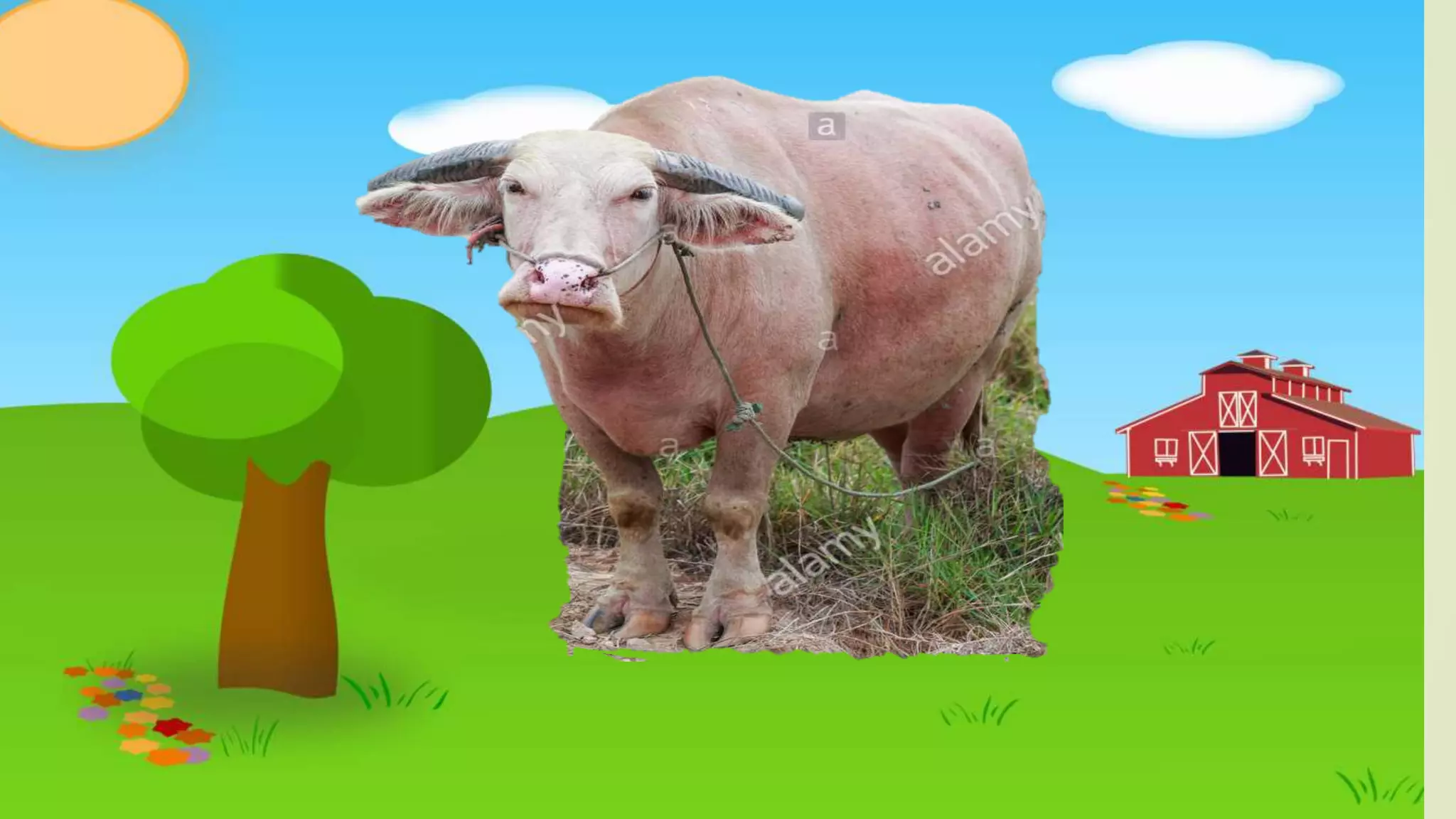 Farm animals | PPT