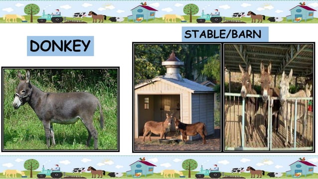 FARM ANIMALS - HOMES.pptx