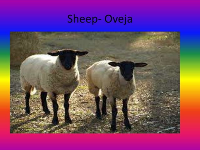 Farm animals english and spanish | PPTX