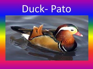 Farm animals english and spanish | PPTX
