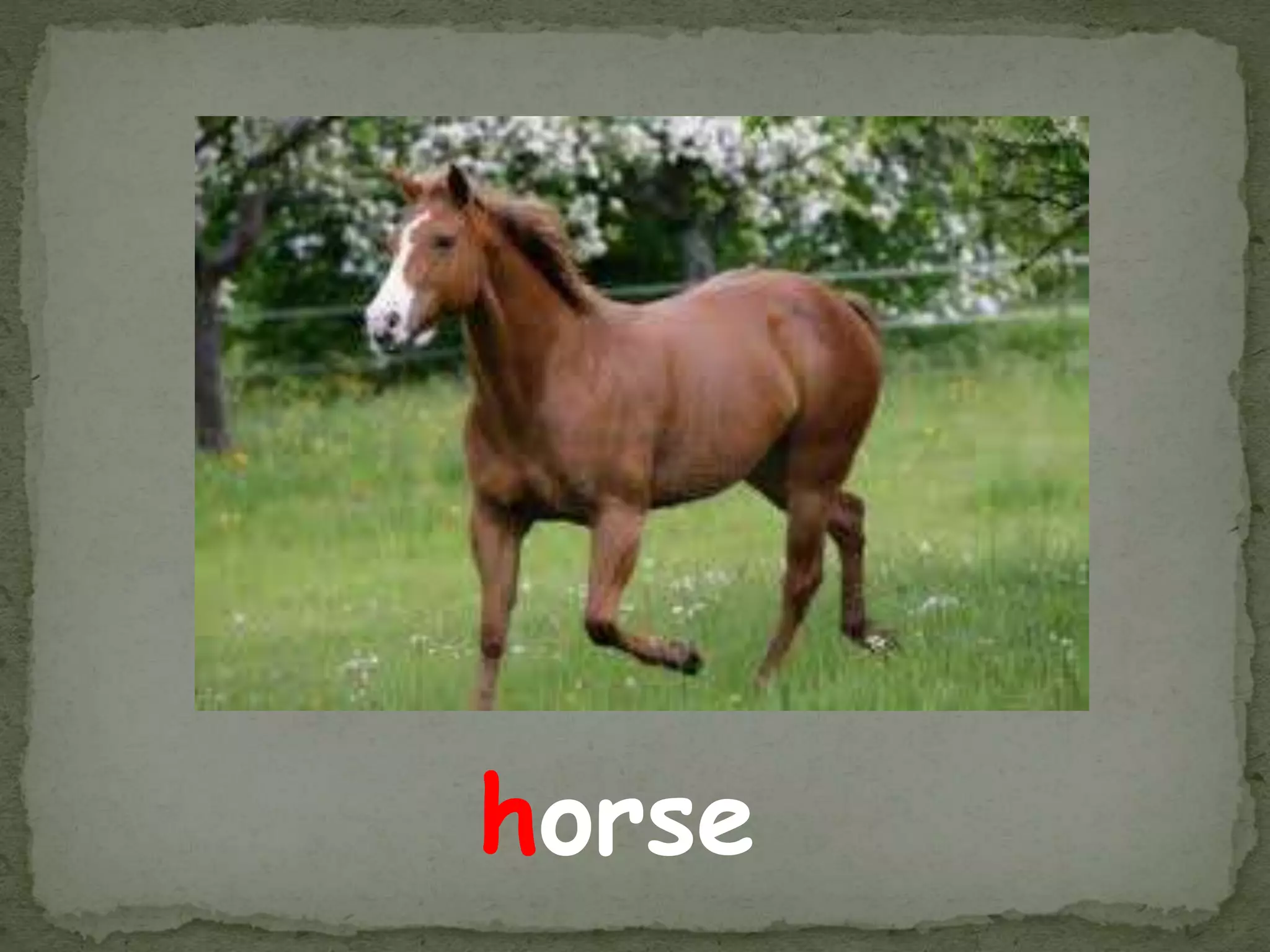 Farm animals pp new program | PPTX