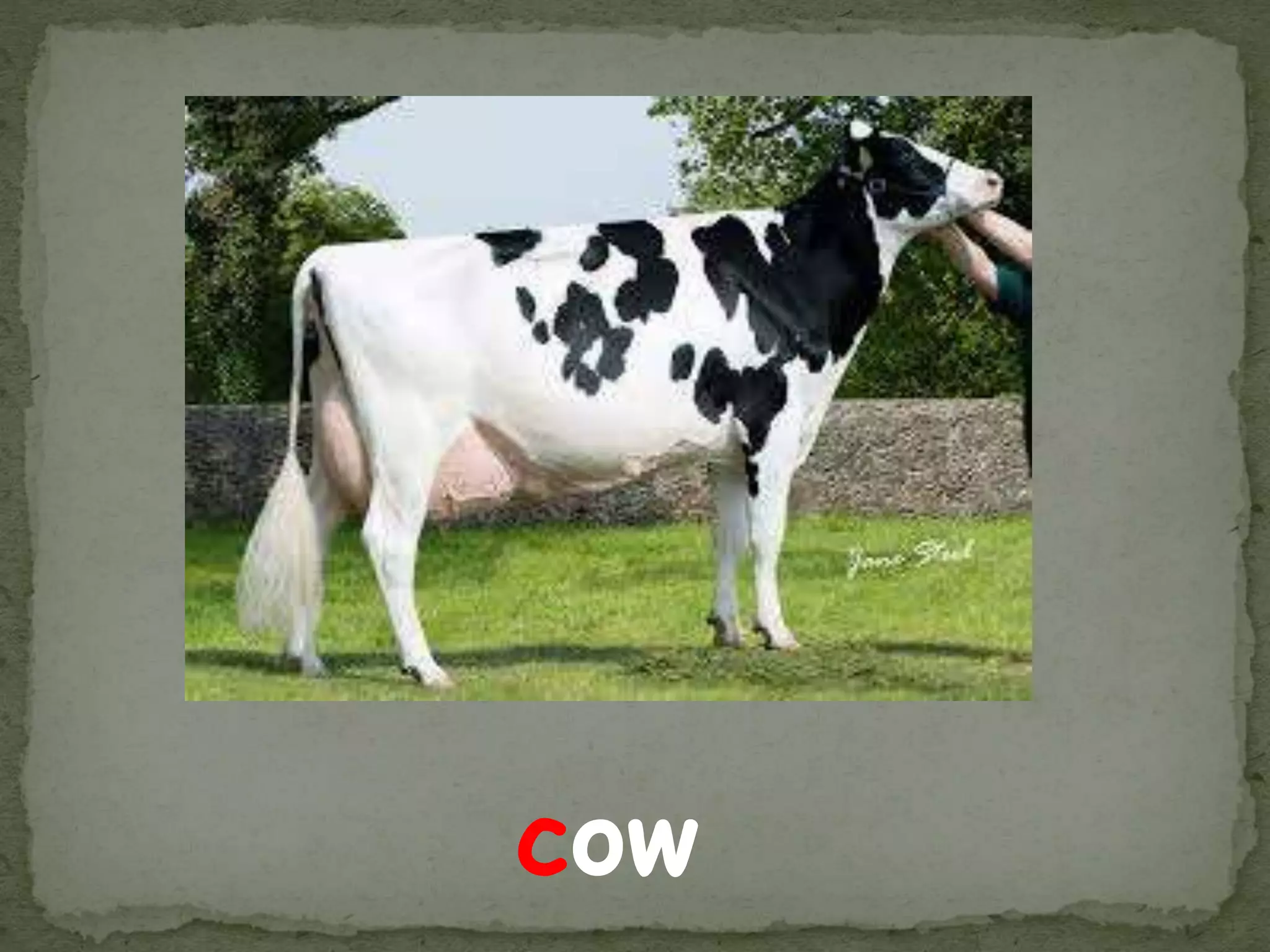 Farm animals pp new program | PPT