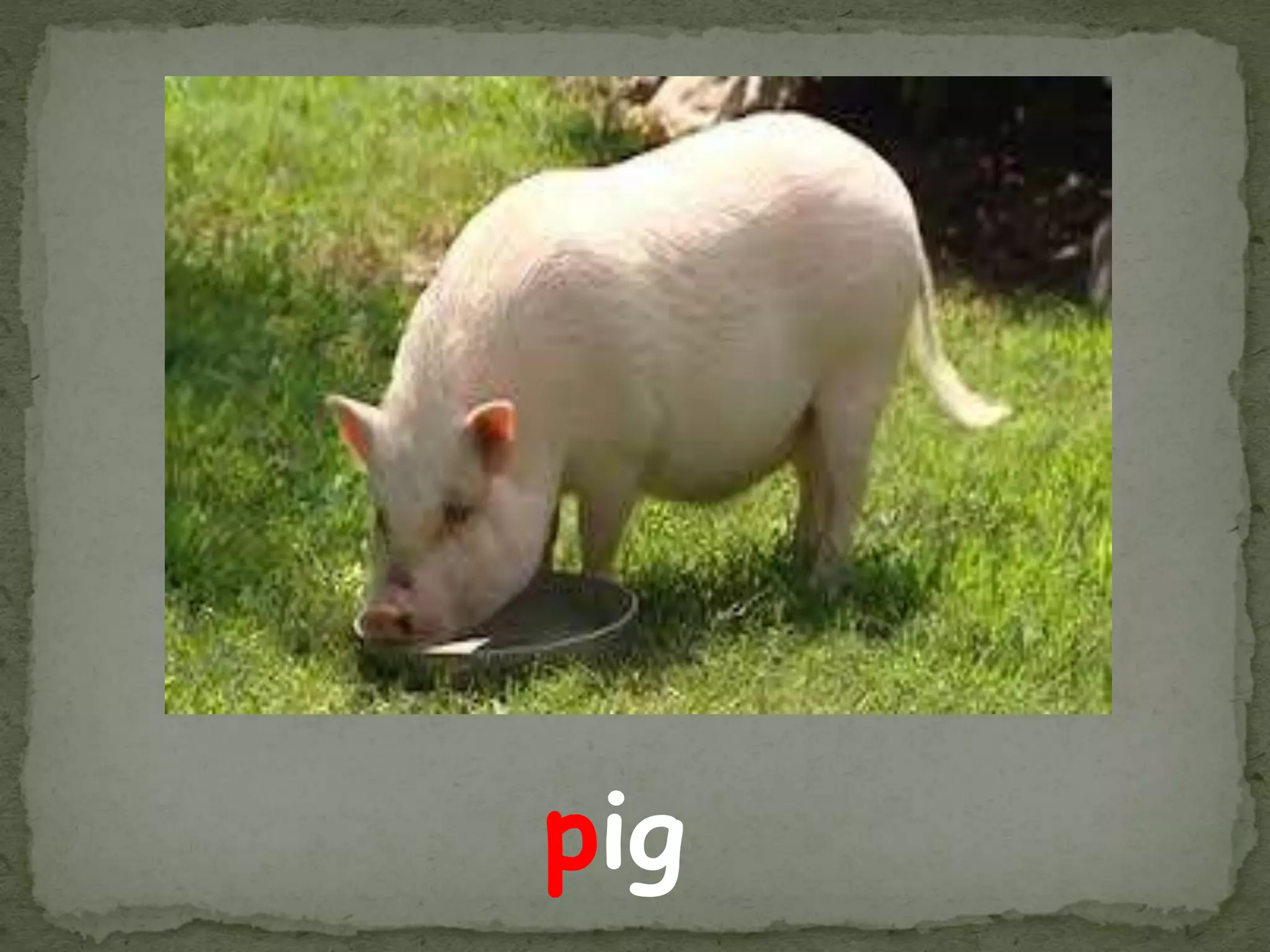 Farm animals pp new program | PPTX