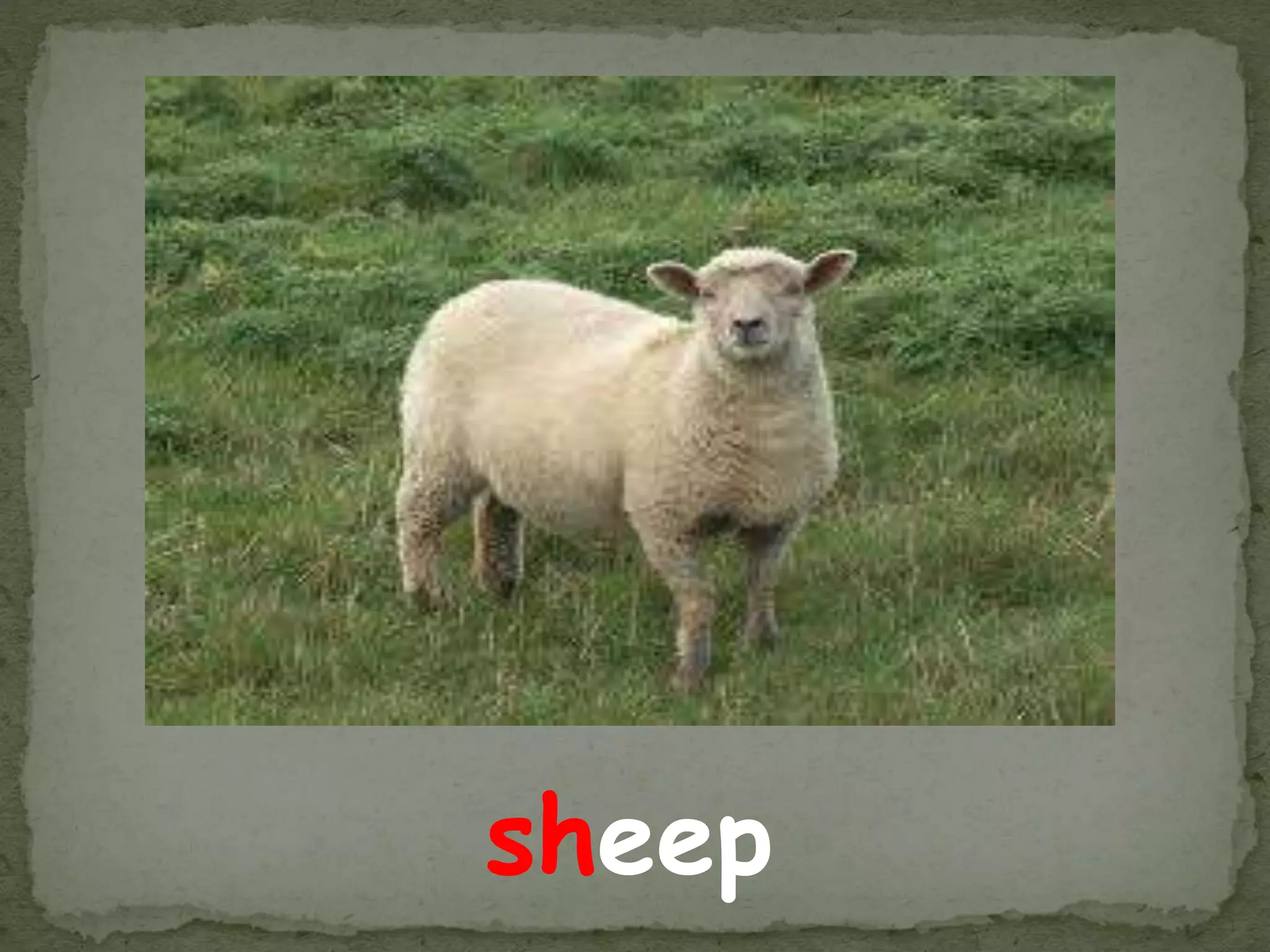 Farm animals pp new program | PPTX