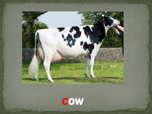 Farm animals pp new program | PPTX