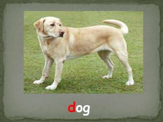 Farm animals pp new program | PPTX