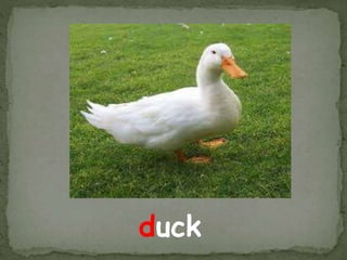 Farm animals pp new program | PPTX